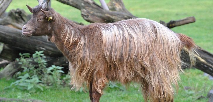 Granja modelo para el cashmere de lujo | Modaes