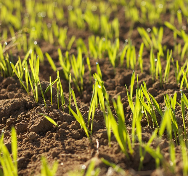 Brotes verdes y otras ilusiones | Modaes